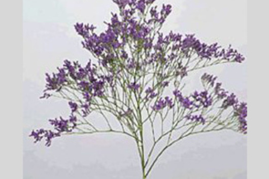 Misty Maine Blue Flower Floral Expert Dictionary Lobiloo